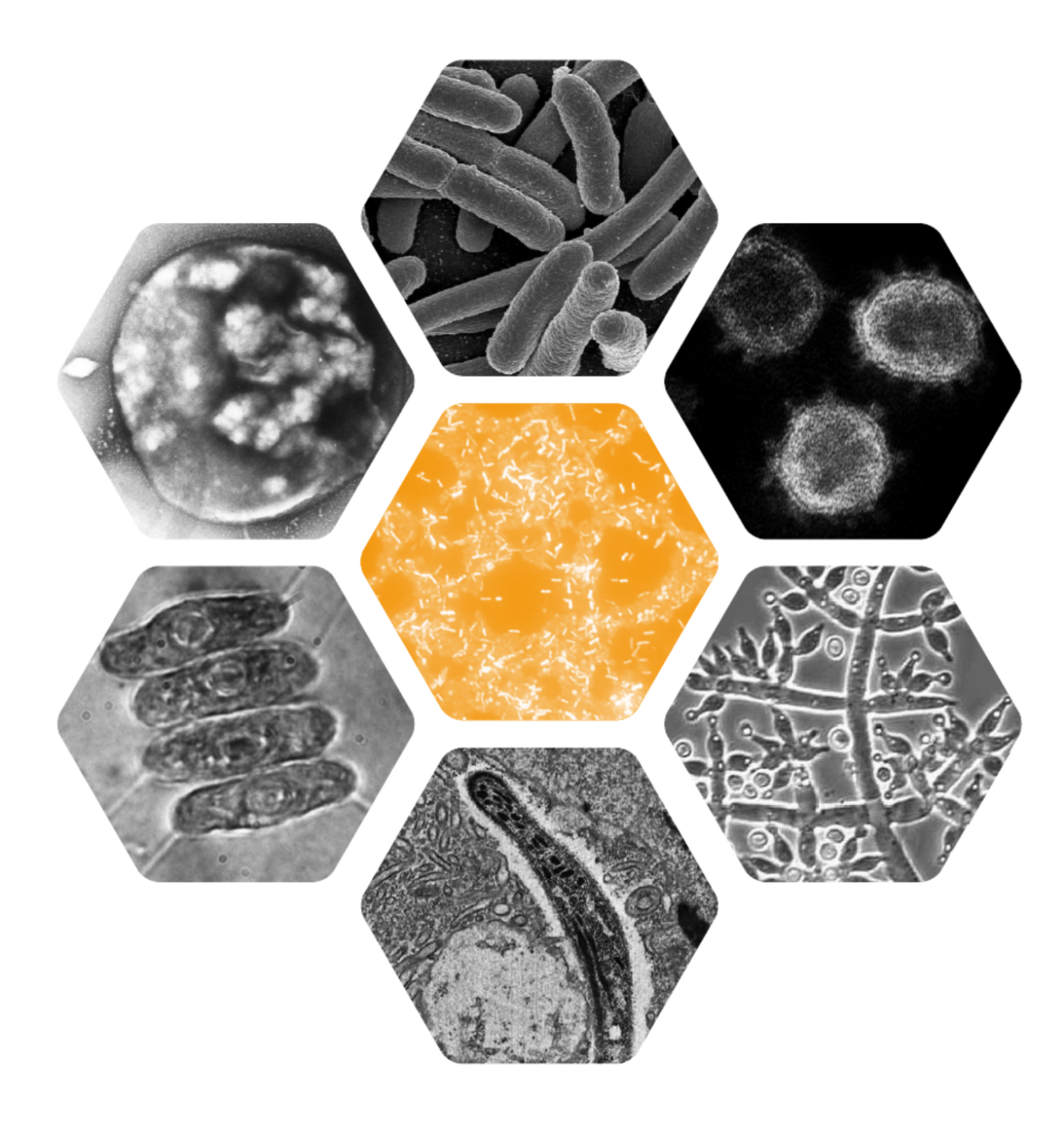 Bork Group at EMBL Heidelberg (@BorkLab@mstdn.science) - mstdn.science